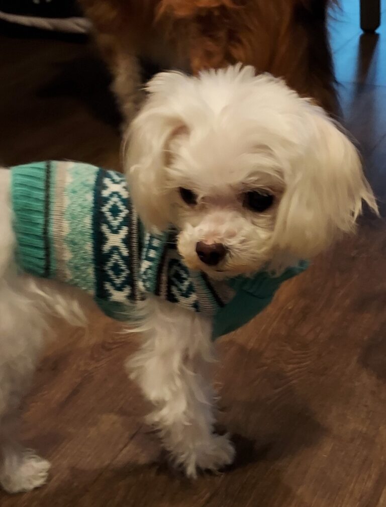 North Central Maltese Rescue | Available Dogs