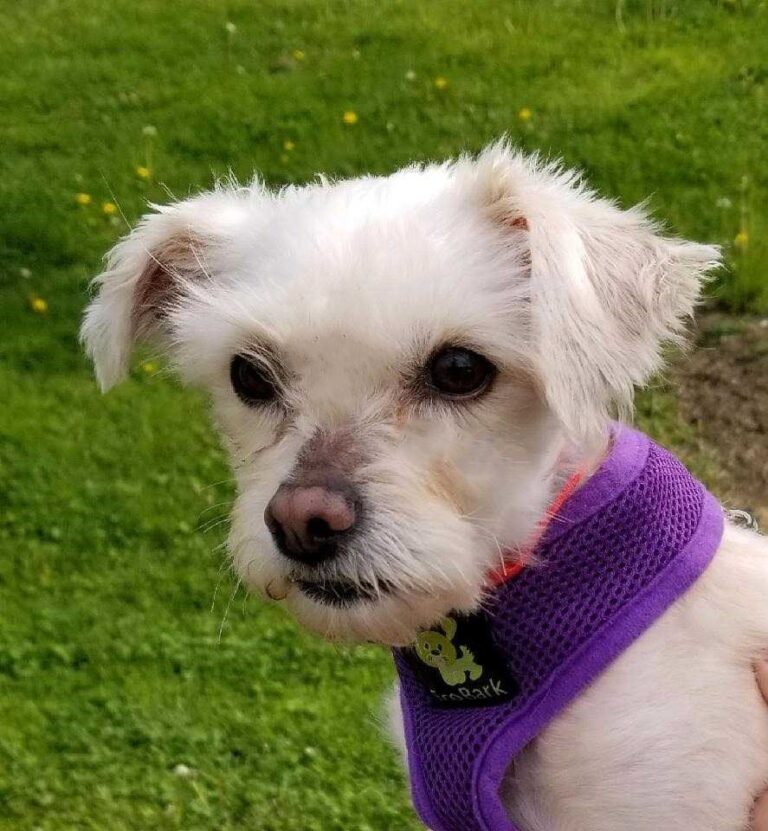 North Central Maltese Rescue | Available Dogs