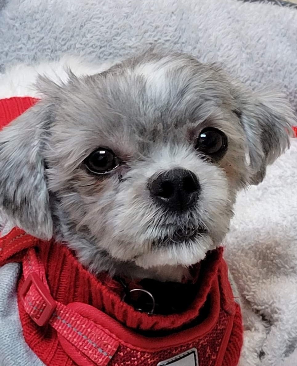 North Central Maltese Rescue | Available Dogs