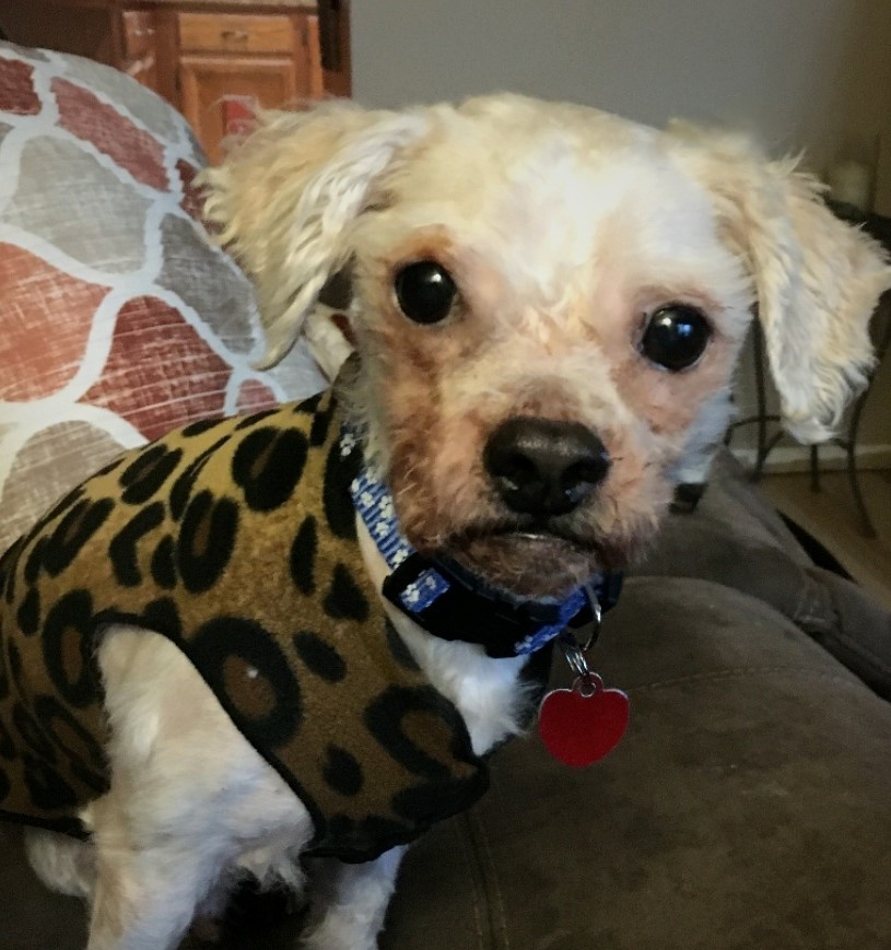 North Central Maltese Rescue | Available Dogs