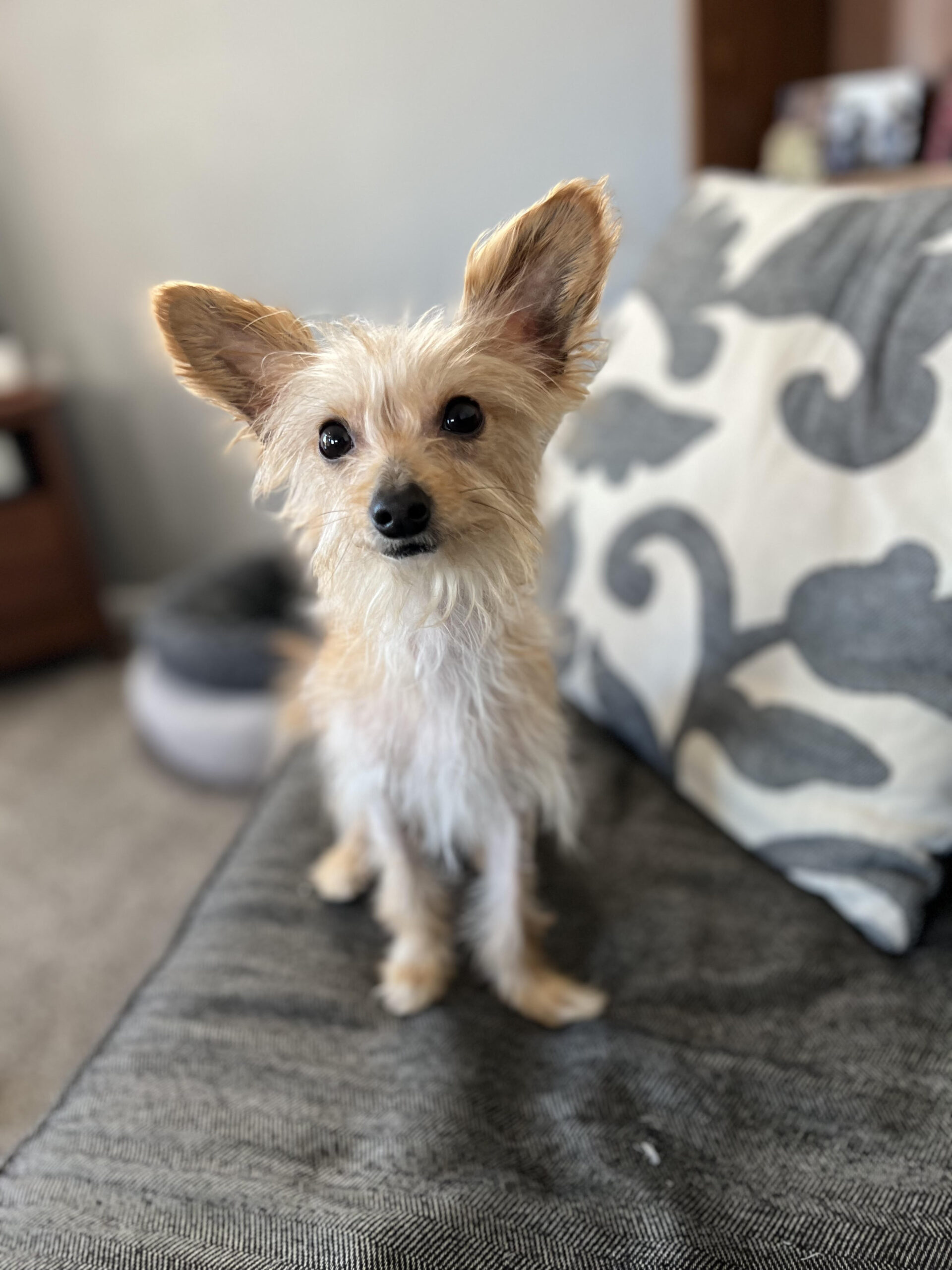 North Central Maltese Rescue | Available Dogs