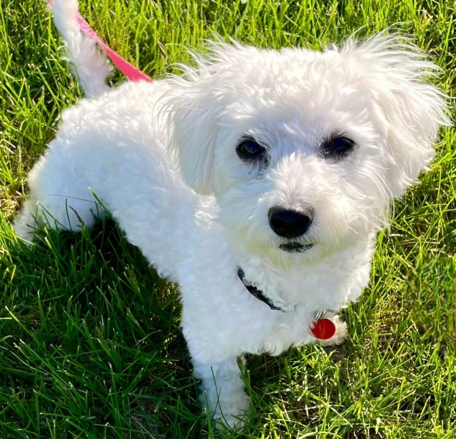 North Central Maltese Rescue | Available Dogs