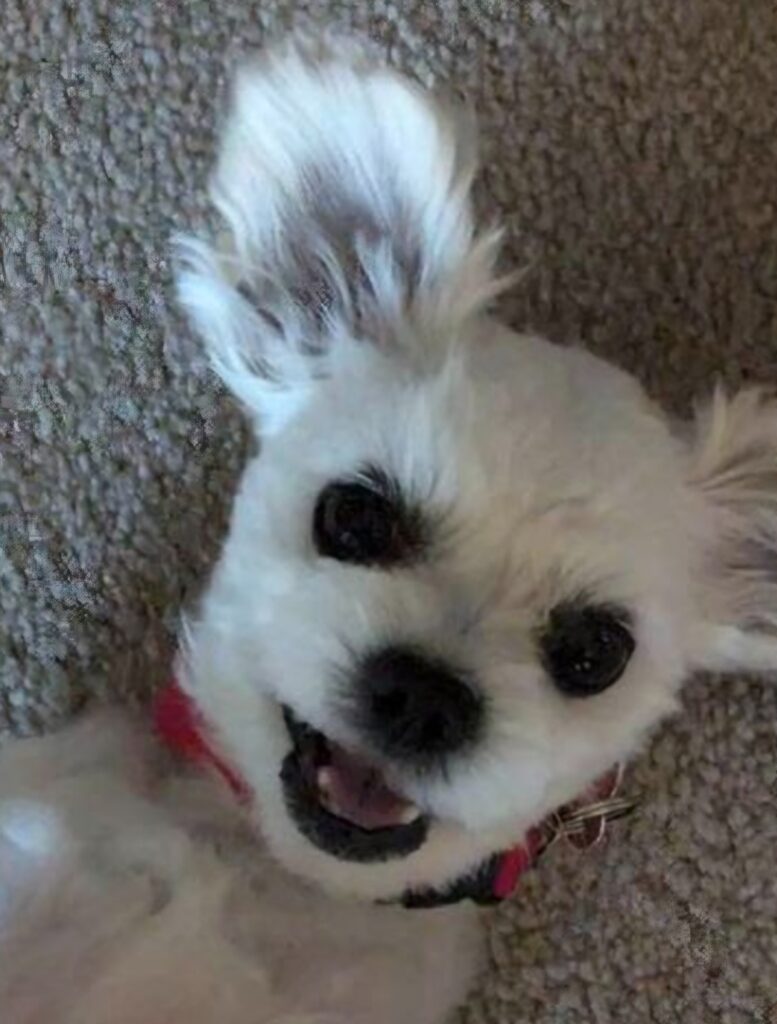 North Central Maltese Rescue | Available Dogs