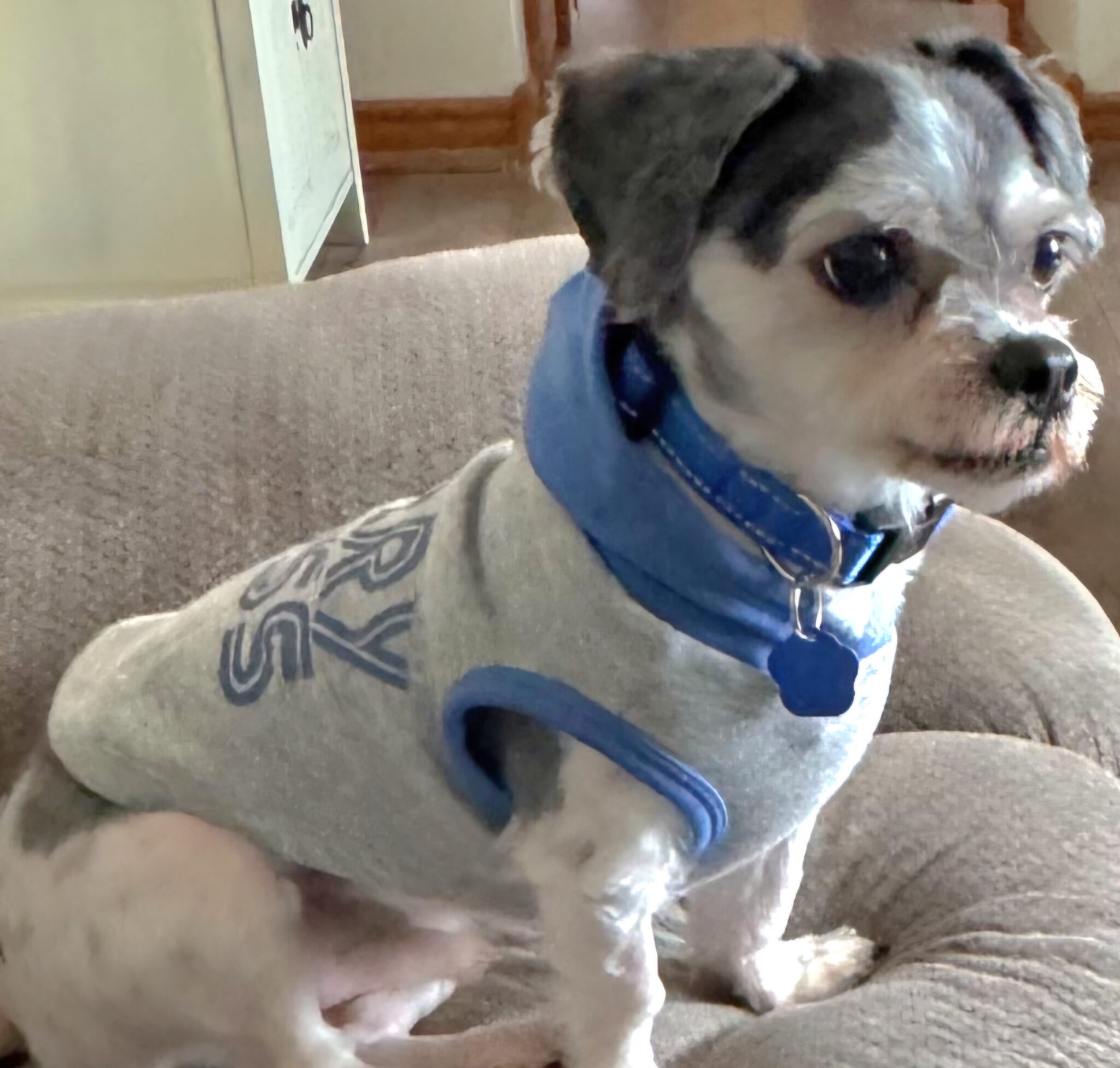 North Central Maltese Rescue | Available Dogs